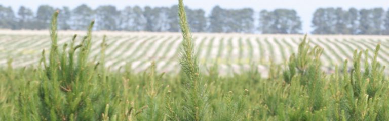 Celebrating the completion of the AKD Caboolture Sawmill Expansion ...
